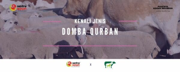 Kenali Jenis Domba Qurban - Sentra Aqiqah